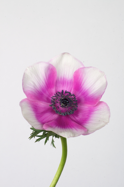 Catalogue Fleurs - Marchés aux fleurs d'Hyères