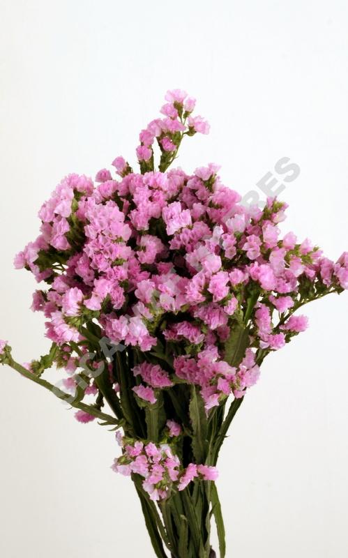 Statice / Rose - Marchés aux fleurs d'Hyères