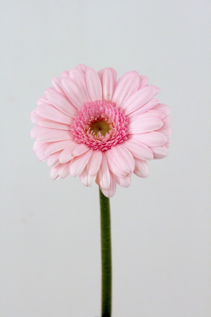 Gerbera mini / Bridal kimsey - Marchés aux fleurs d'Hyères