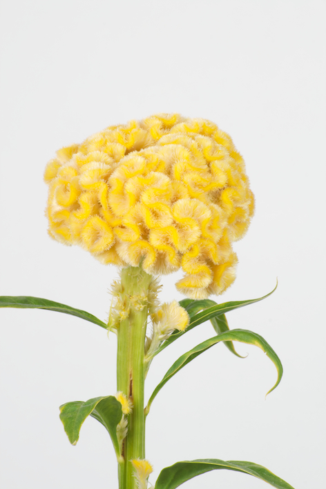 Crete de coq / Cristata jaune - Marchés aux fleurs d'Hyères
