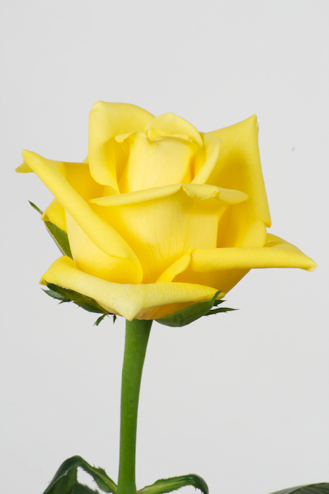 Rose / Dukat - Marchés aux fleurs d'Hyères