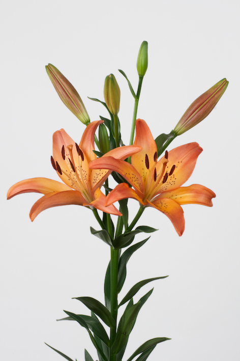 Lys / L.A. Royal Sunset - Marchés aux fleurs d'Hyères