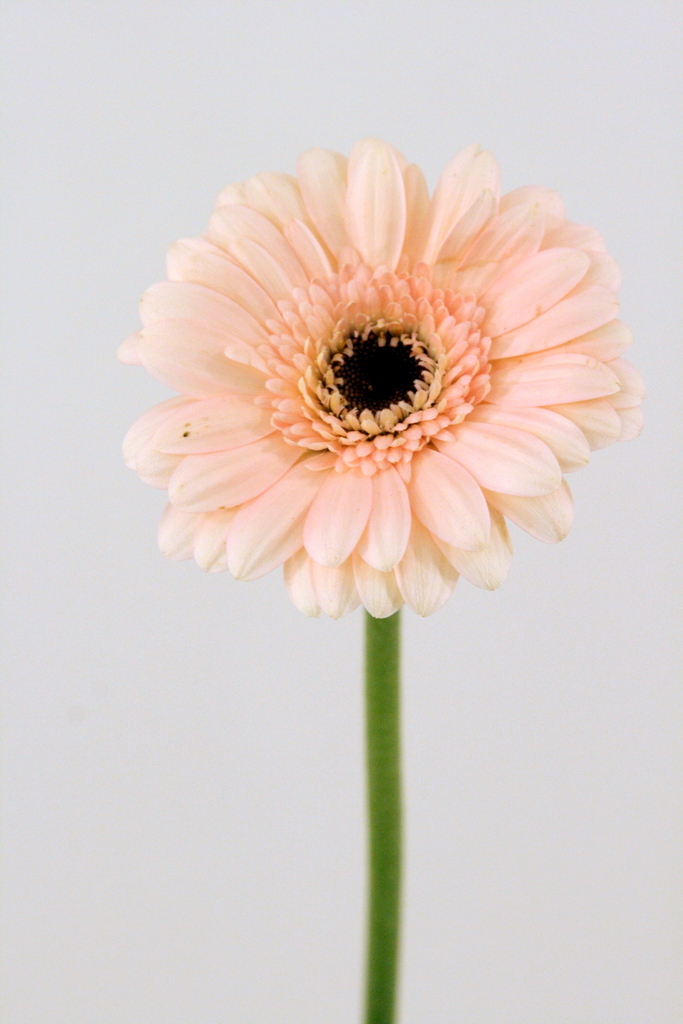 Gerbera mini / Mindset - Marchés aux fleurs d'Hyères