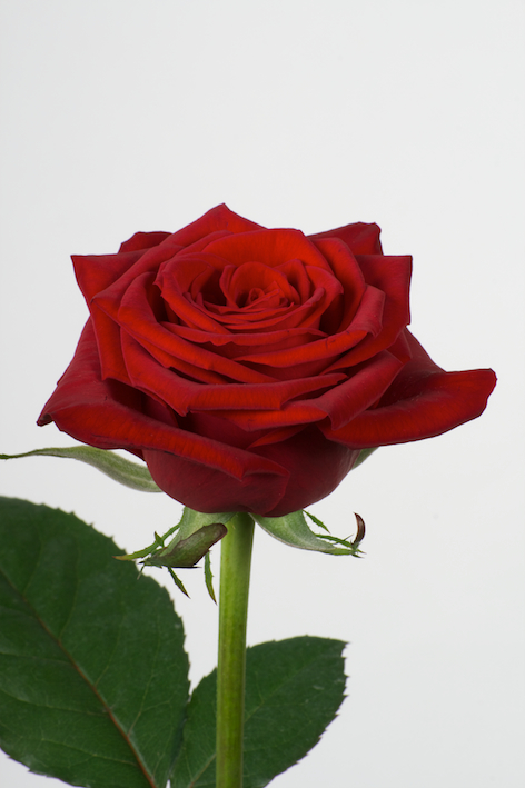 Rose / Testarossa - Marchés aux fleurs d'Hyères