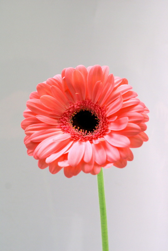 Gerbera mini / rose - Marchés aux fleurs d'Hyères
