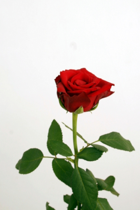 Rose / Explorer - Marché aux fleurs d'Hyères