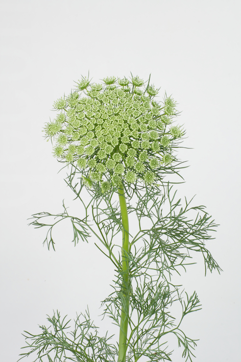 Fenouil / Vert - Marchés aux fleurs d'Hyères